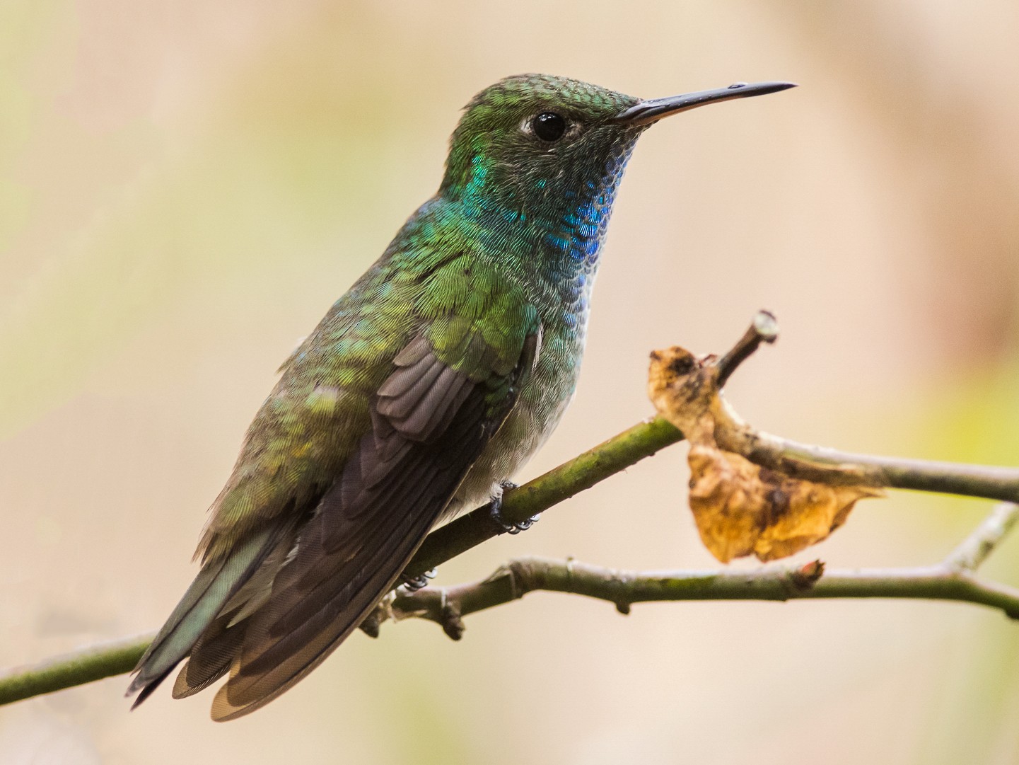 Versicolored Emerald - eBird