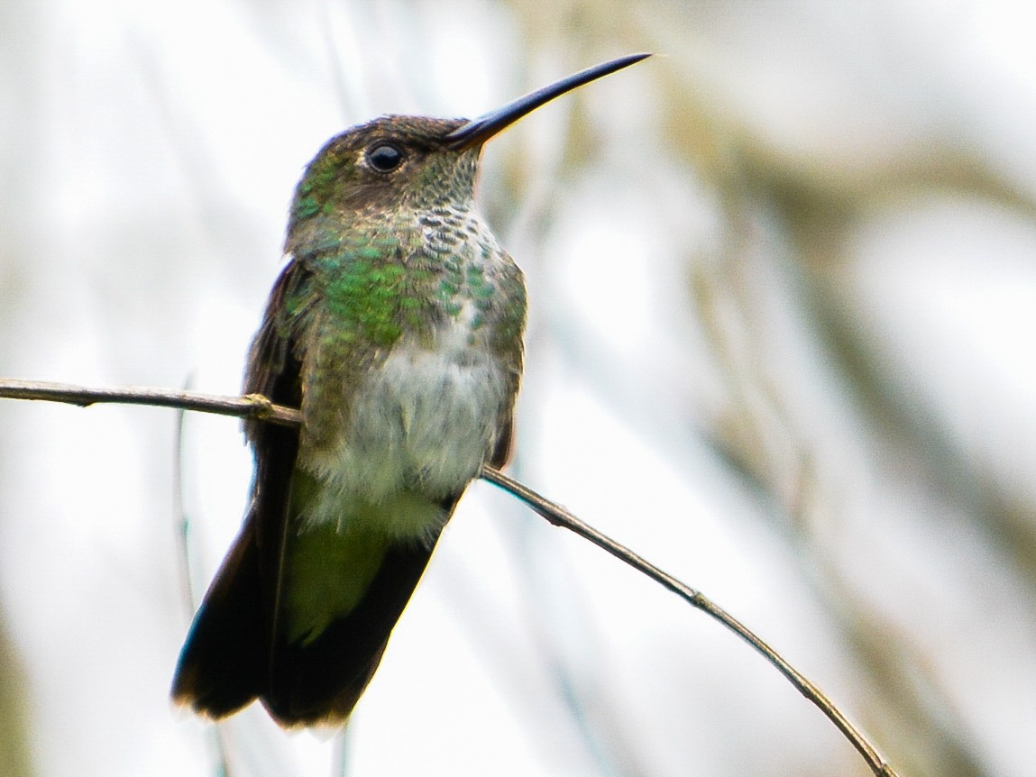 Glittering-throated Emerald - eBird