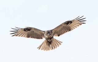 Eastern Buzzard - Buteo japonicus - Birds of the World