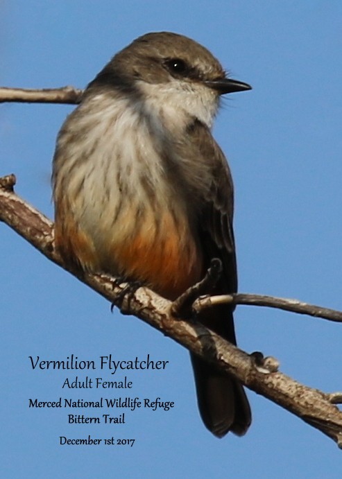 eBird Checklist - 1 Dec 2017 - Merced NWR--Auto Loop - 26 species
