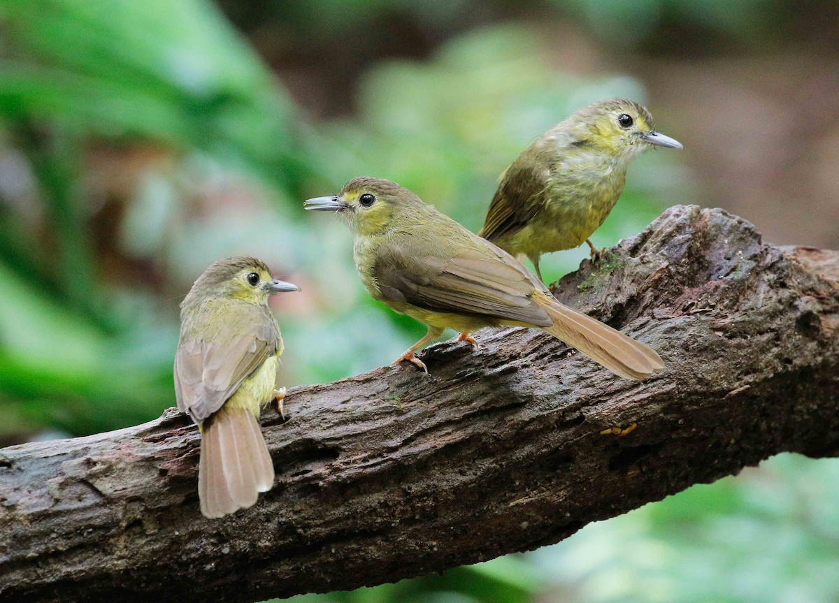 Hairy-backed Bulbul - Tricholestes criniger - Birds of the World