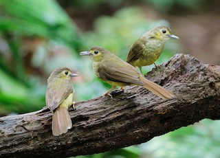 Hairy-backed Bulbul - Tricholestes criniger - Birds of the World