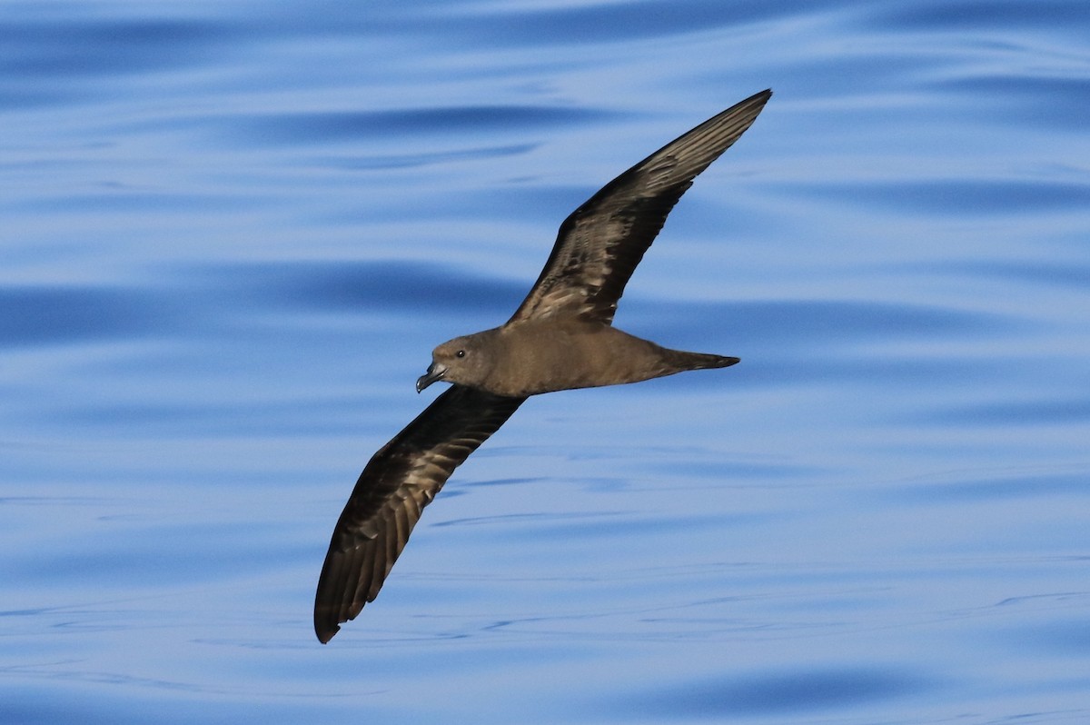 Jouanin's Petrel - Bulweria fallax - Birds of the World