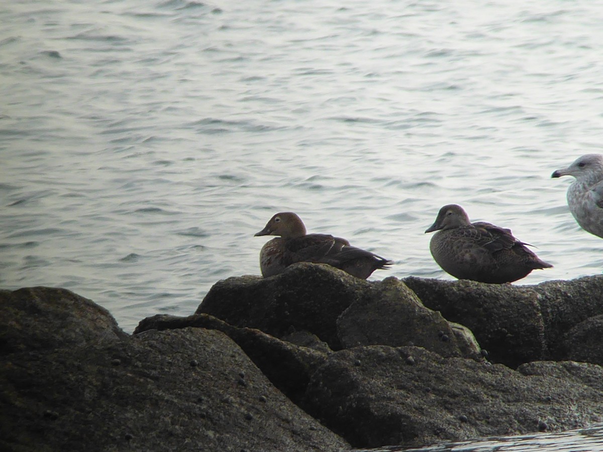 eBird Checklist - 3 Dec 2017 - Long Beach - 28 species (+1 other taxa)
