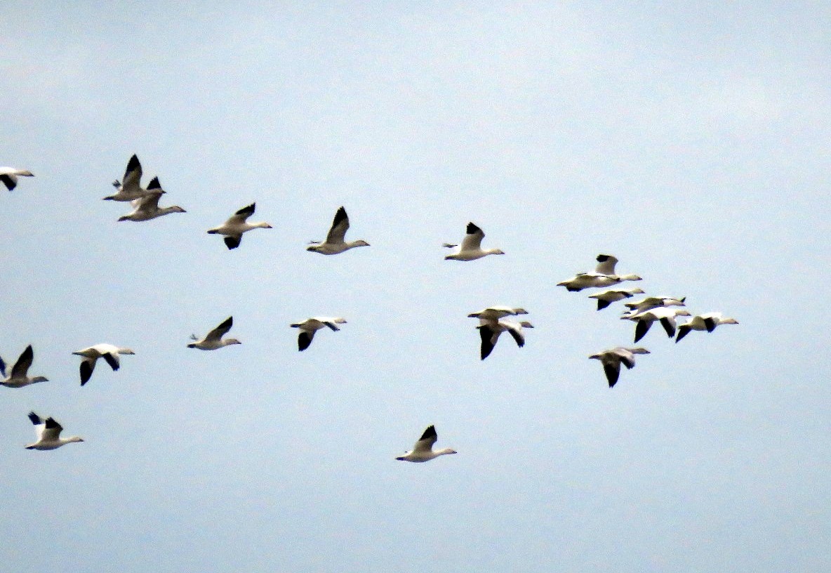 eBird Checklist - 3 Dec 2017 - Prime Hook NWR--Fowler Beach Rd./Fowler ...