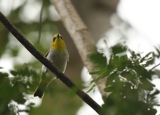 Black-ringed White-eye - Zosterops anomalus - Birds of the World