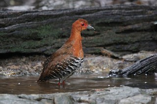 Red-legged Crake - Rallina fasciata - Birds of the World