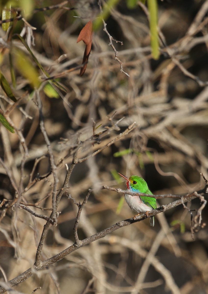 eBird Checklist - 25 Mar 2014 - Guantanamo Bay - 18 species