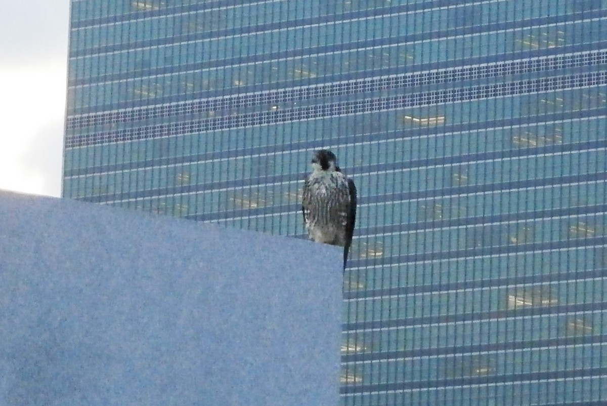 eBird Checklist - 4 Dec 2017 - Roosevelt Island--FDR Four Freedoms and ...