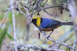 Golden-collared Tanager - Iridosornis jelskii - Birds of the World