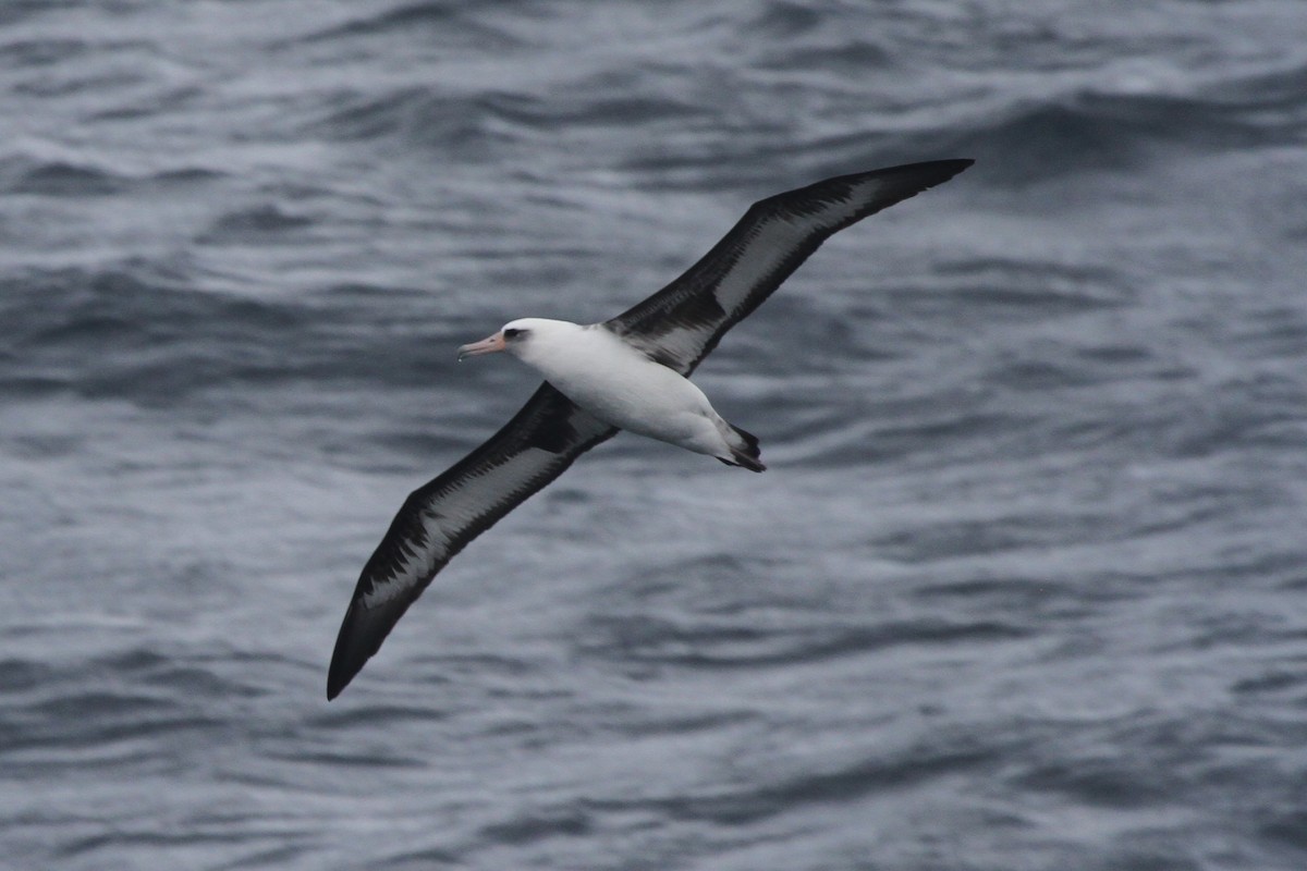 eBird Checklist - 1 Dec 2017 - Star Princess Cruise 12/01/17 Leg 7/11 ...