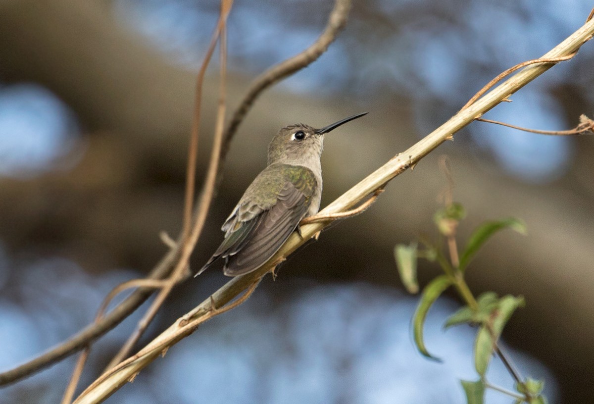 Tumbes Hummingbird - Thaumasius baeri - Birds of the World