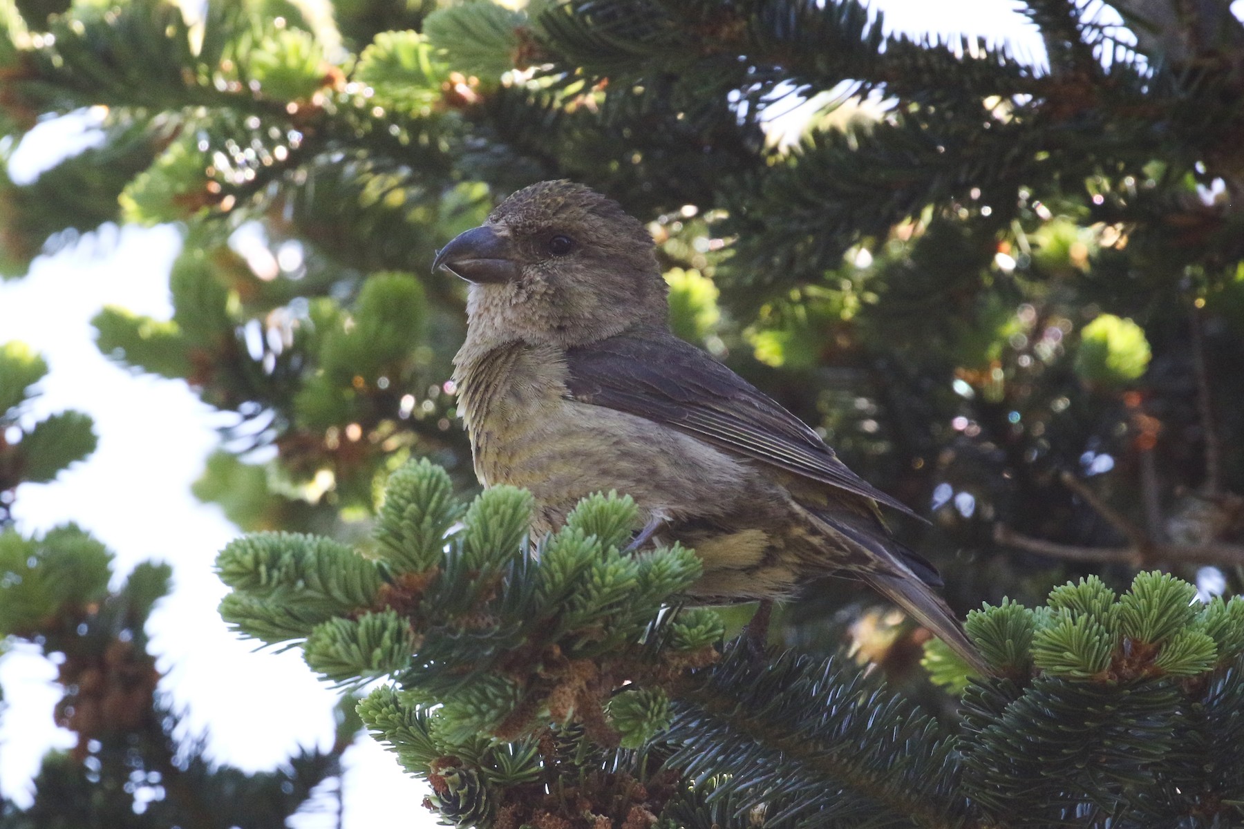 Red Crossbill (Newfoundland or type 8) - eBird