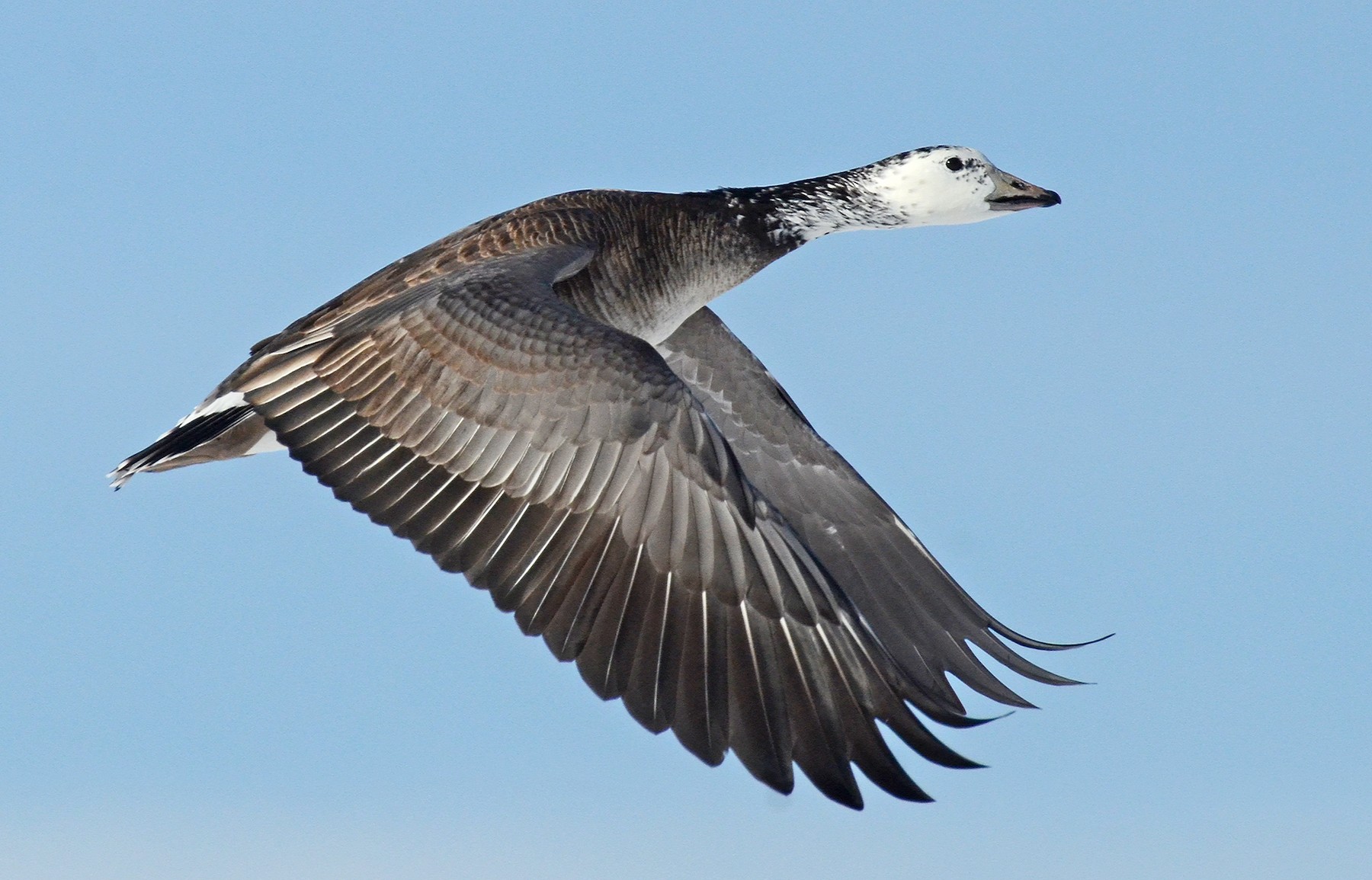 Snow x Cackling Goose (hybrid) - eBird