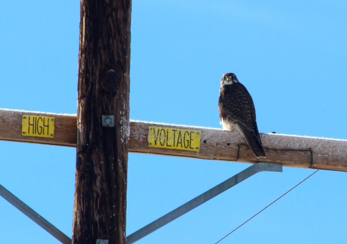 ML77569611 - Prairie Falcon - Macaulay Library