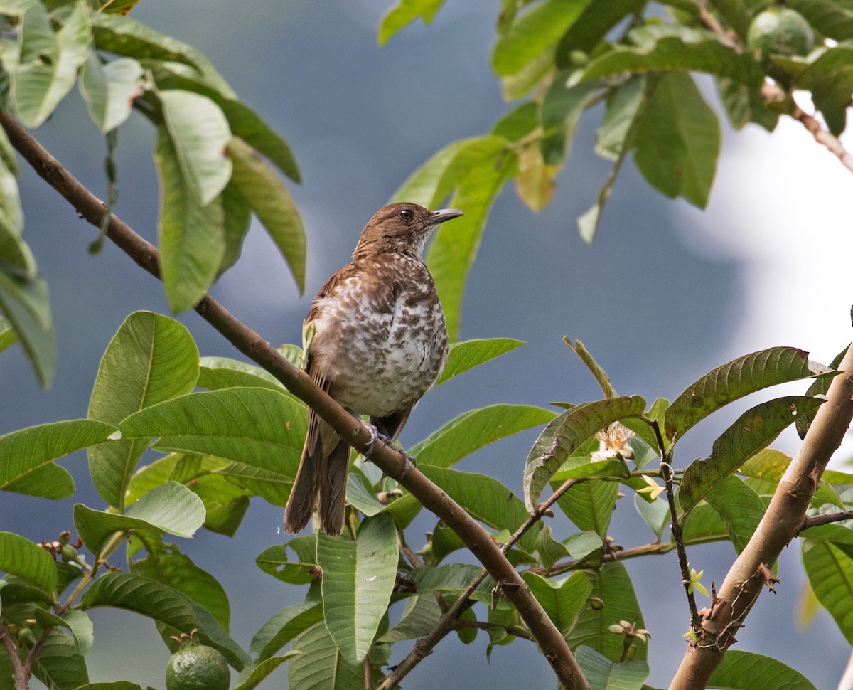 Marañon Thrush - Turdus maranonicus - Birds of the World