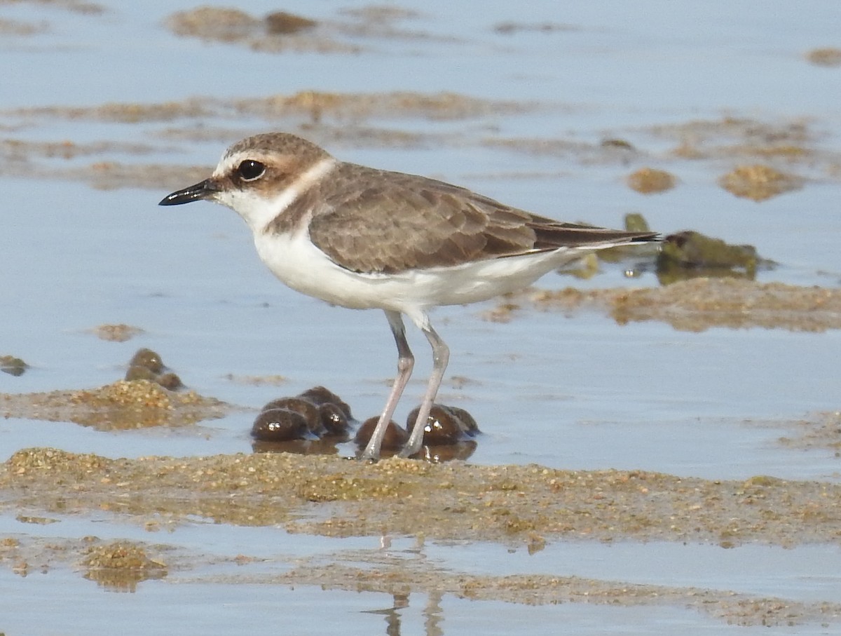 Javan Plover - Anarhynchus javanicus - Birds of the World