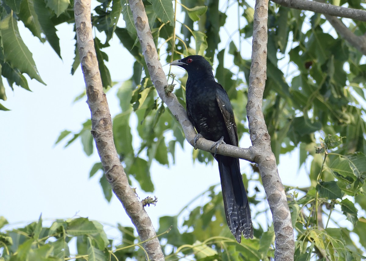 eBird Checklist - 9 Dec 2017 - Achankulam - 27 species