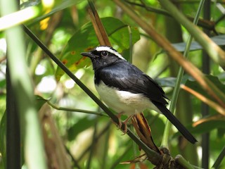 Visayan Shama - Copsychus superciliaris - Birds of the World