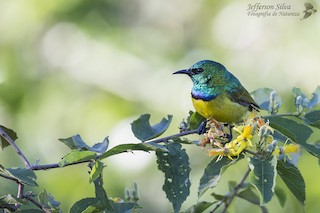 Collared Sunbird - Hedydipna collaris - Birds of the World