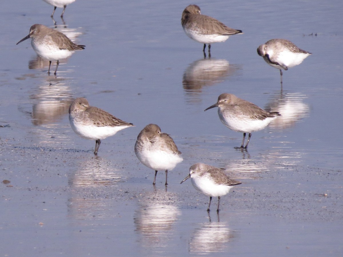 eBird Checklist - 22 Nov 2017 - Avalon Dunes (30th-60th streets) - 22 ...