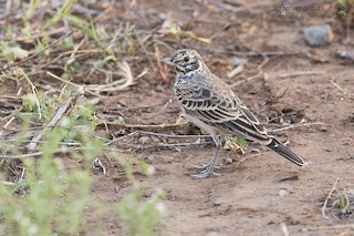Dusky Lark - Pinarocorys nigricans - Birds of the World