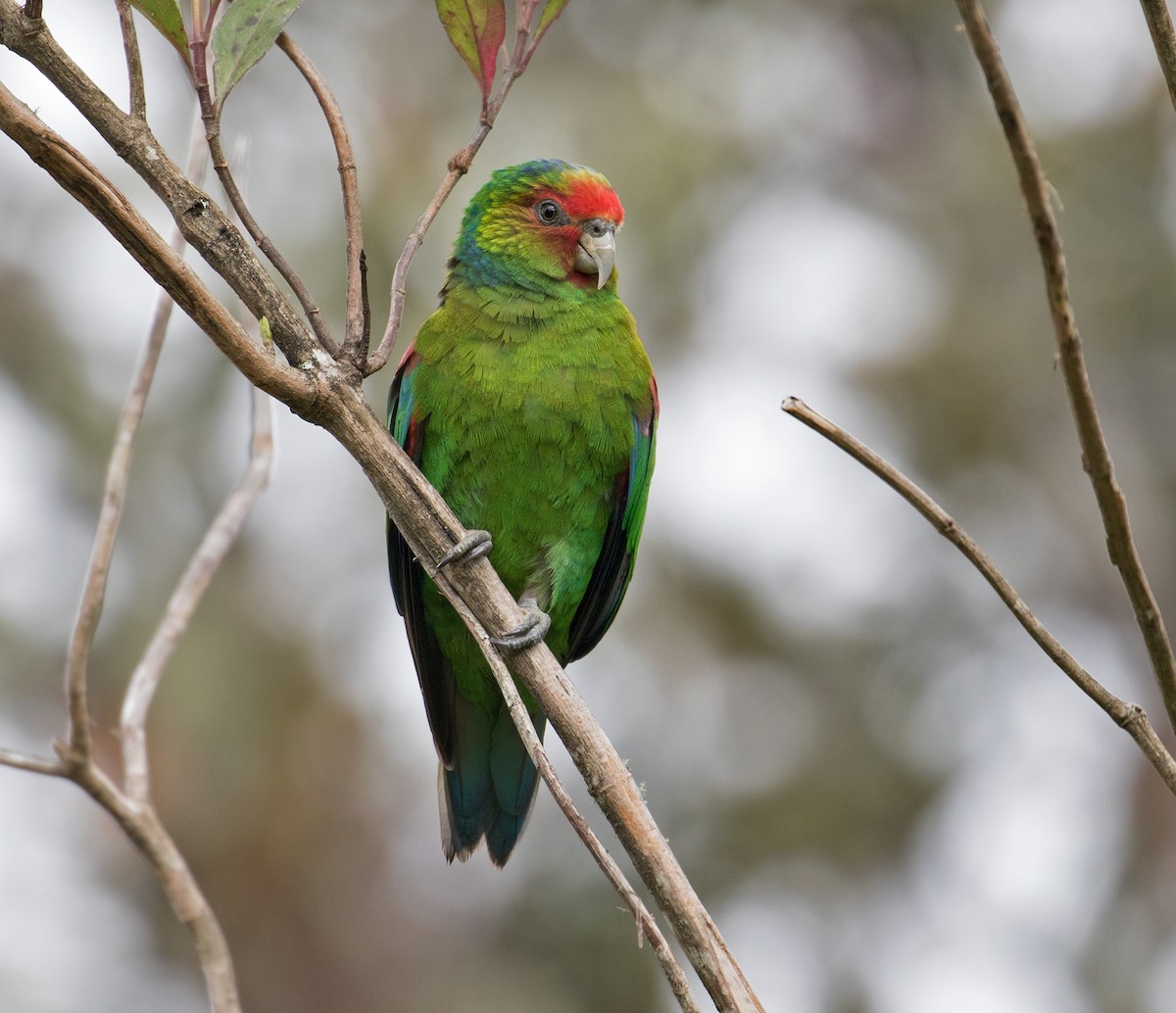 Red-faced Parrot - Hapalopsittaca pyrrhops - Birds of the World