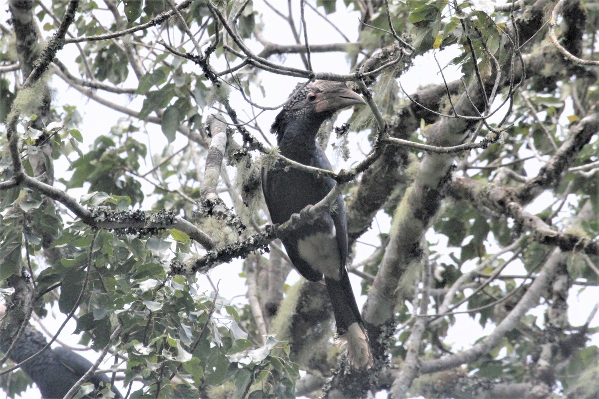 eBird Checklist - 24 Sep 2017 - Uluguru Mountains -- above Teretogo ...