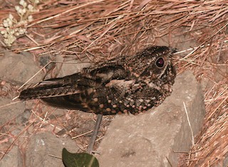 Scrub Nightjar - Nyctidromus anthonyi - Birds of the World