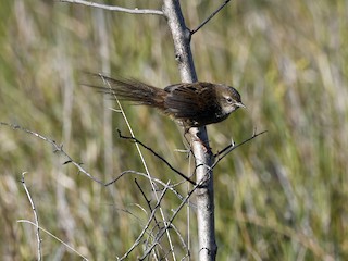 Gray Emutail - Bradypterus seebohmi - Birds of the World