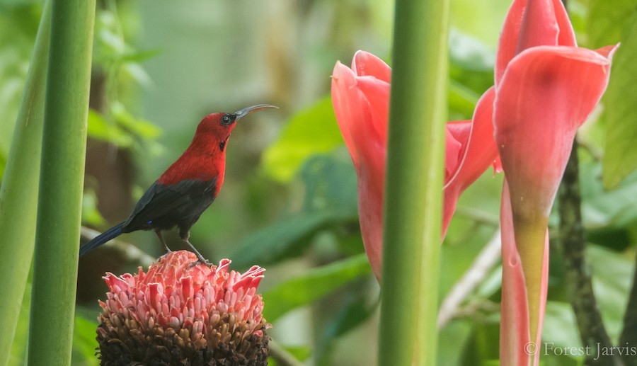 Magnificent Sunbird - eBird