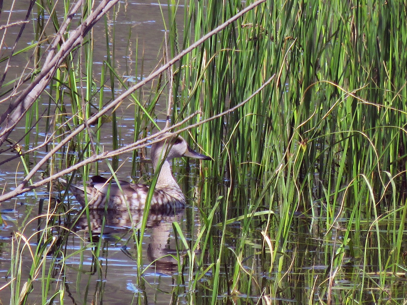 Marbled Duck - eBird