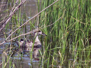 Marbled Duck - eBird