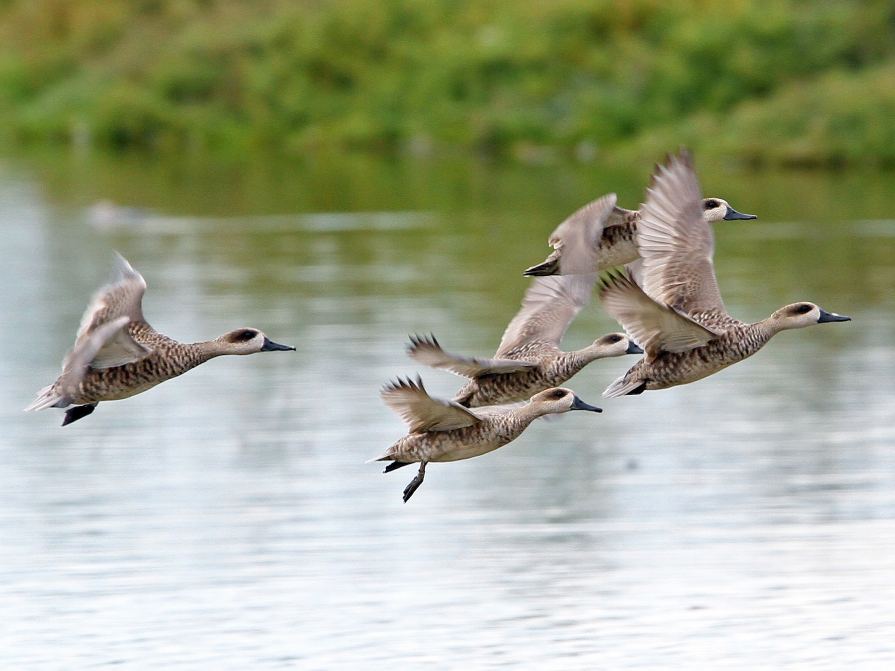 Marbled Duck - eBird