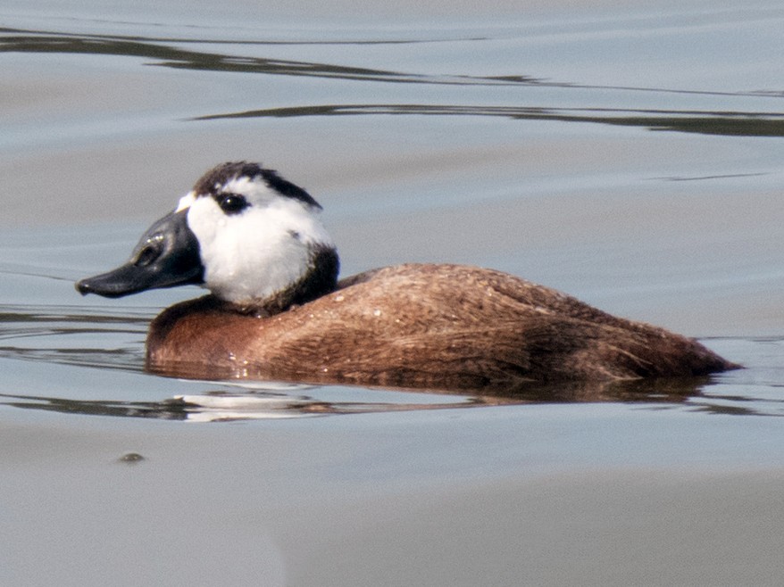 White-headed Duck - eBird