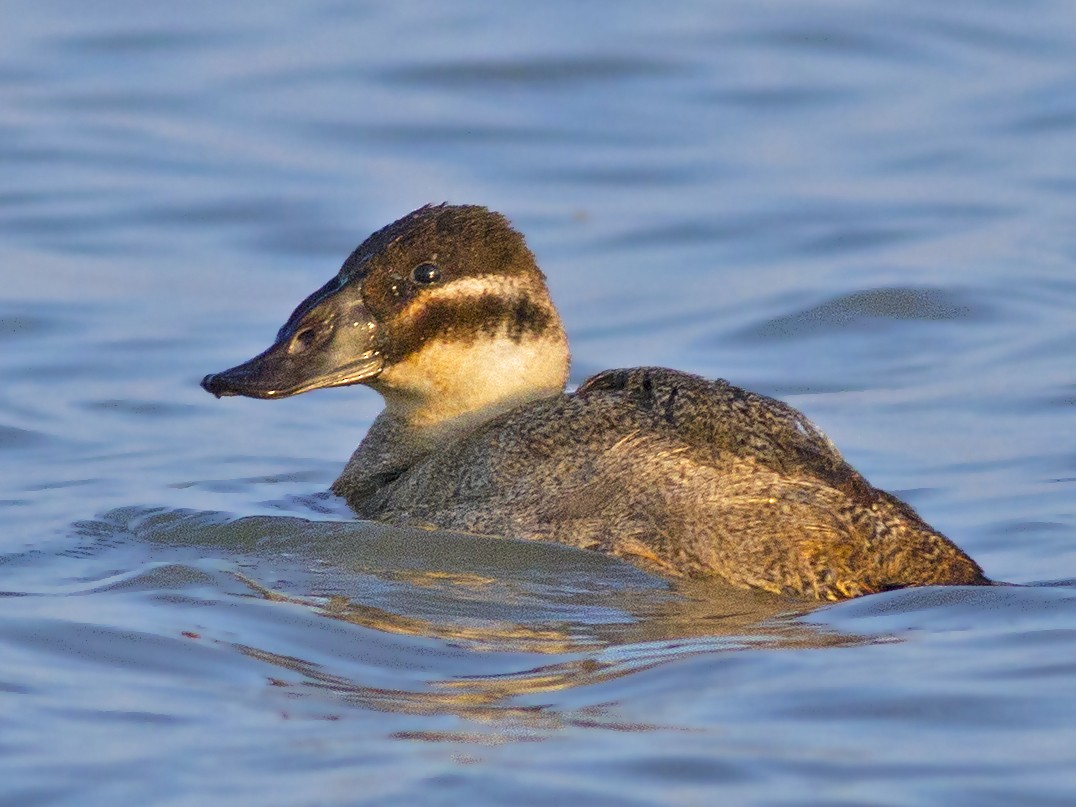 White-headed Duck - eBird