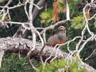 Barbary Partridge - eBird