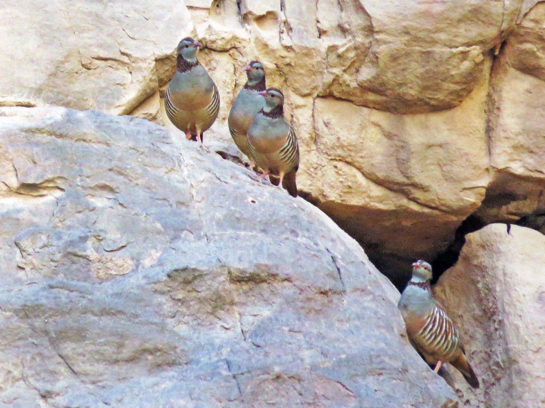 Barbary Partridge - eBird