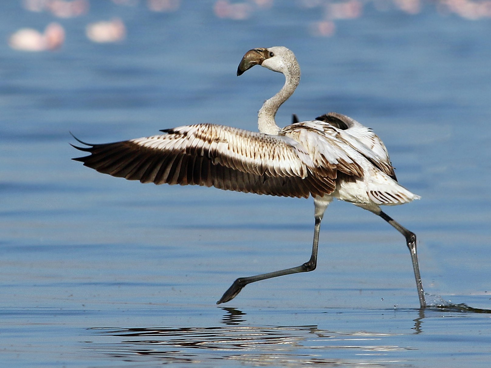 Lesser Flamingo - eBird