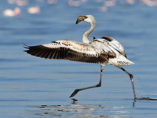 Lesser Flamingo - eBird