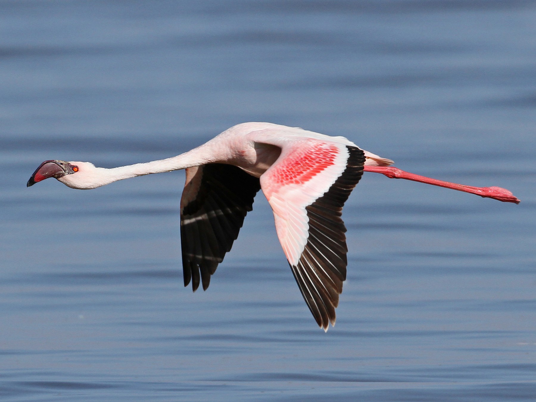 Lesser Flamingo