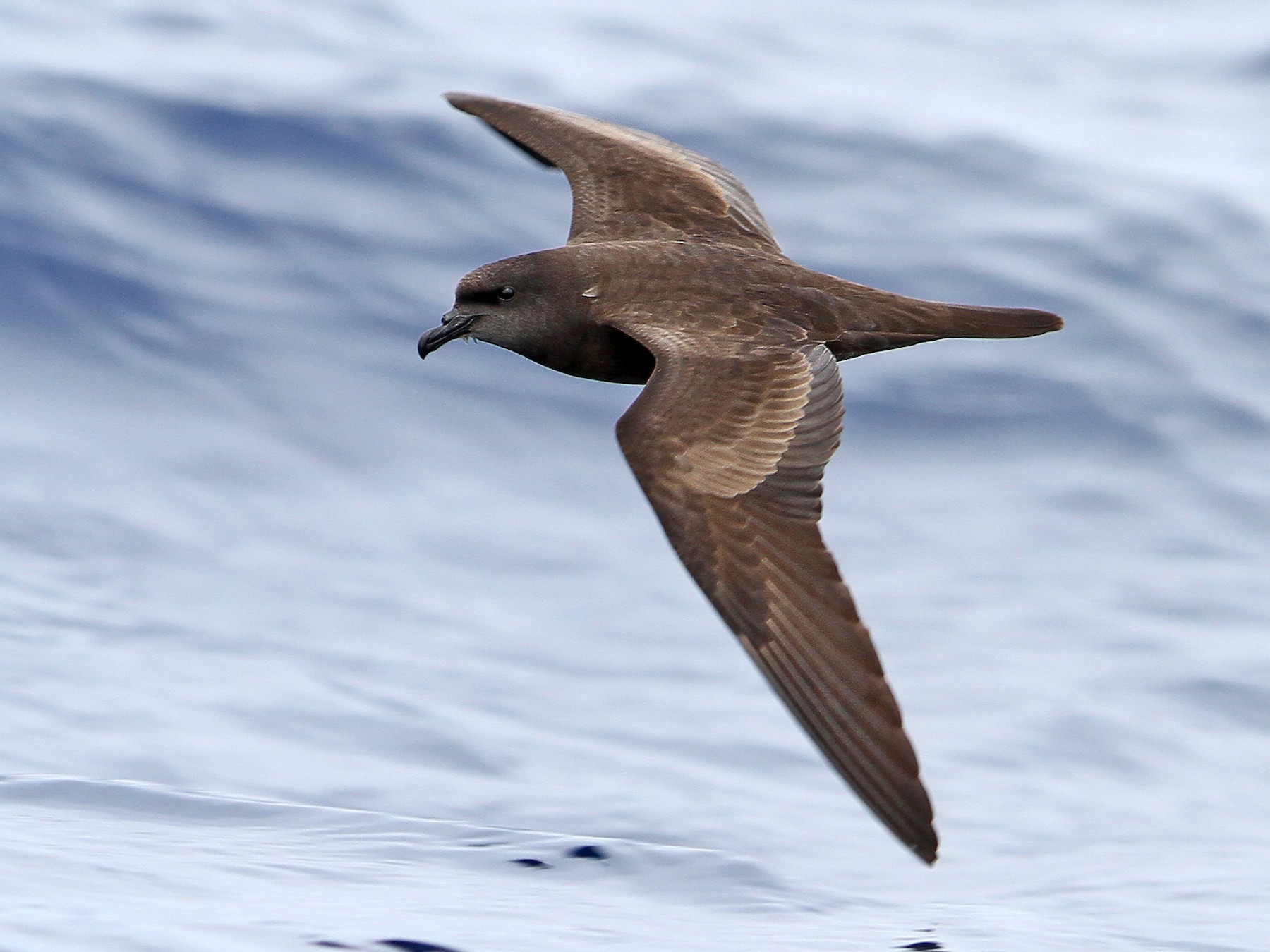 Bulwer's Petrel - eBird