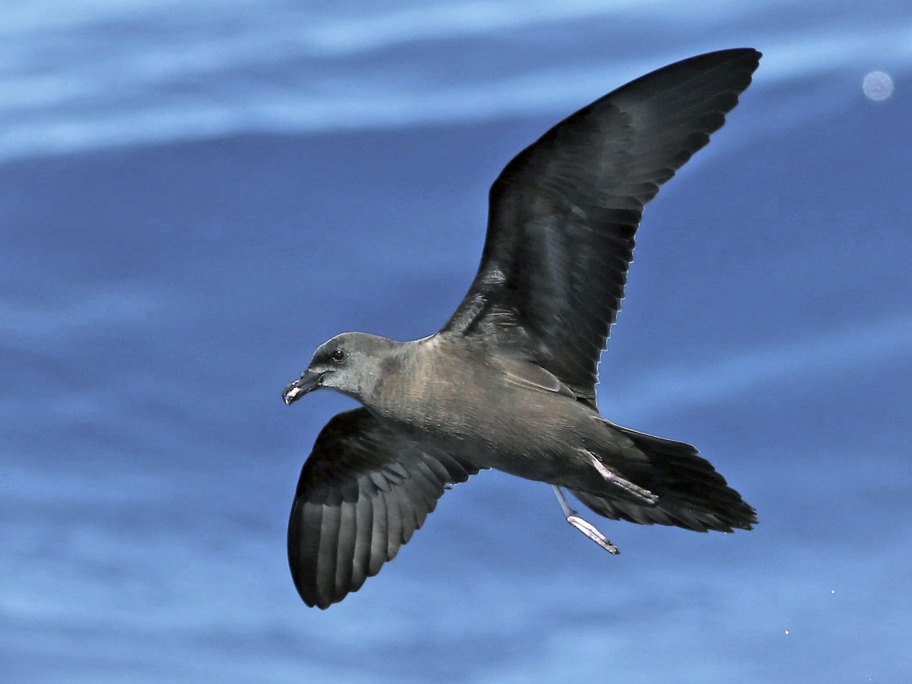 Bulwer's Petrel - eBird