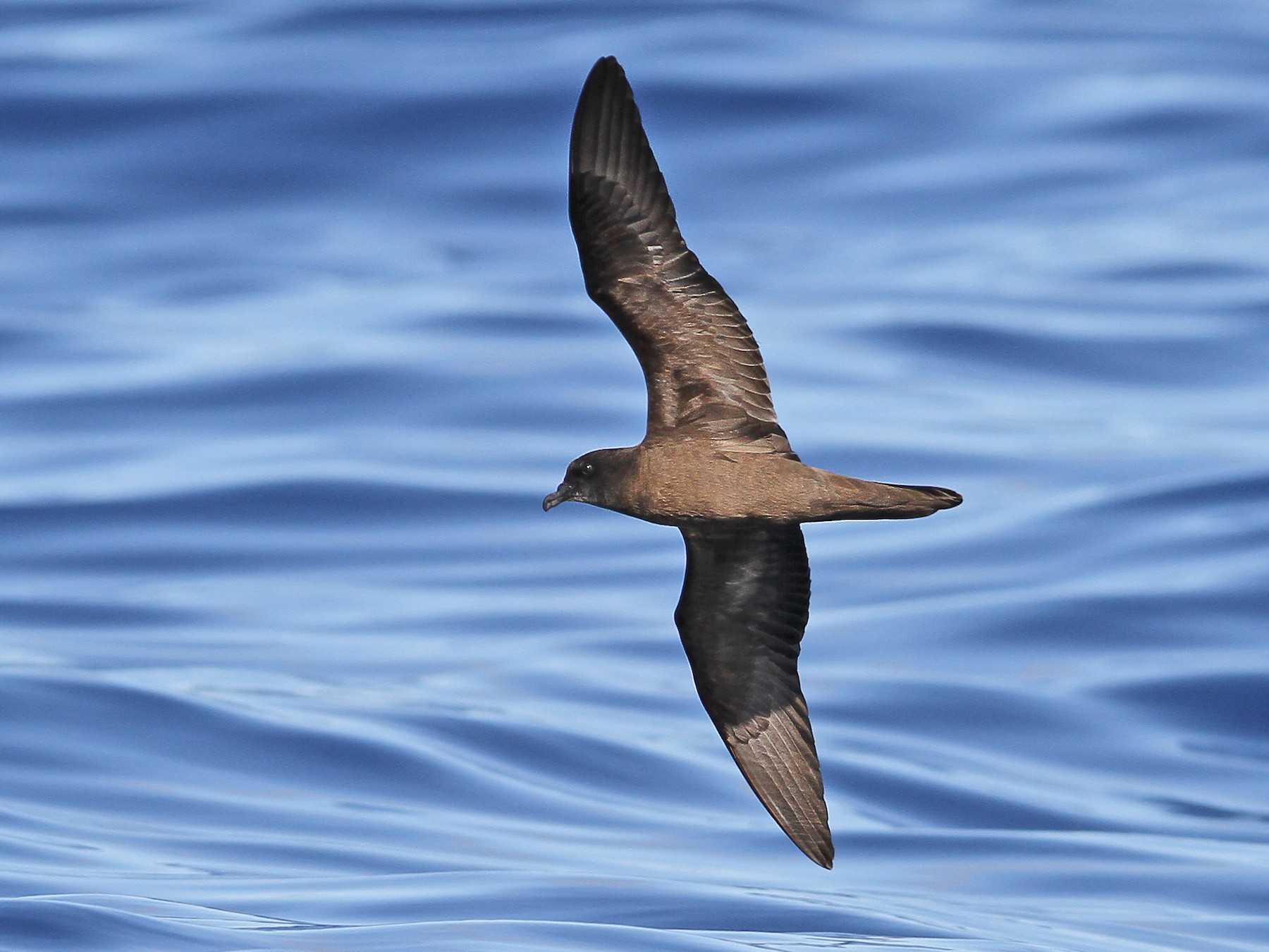 Bulwer's Petrel - eBird