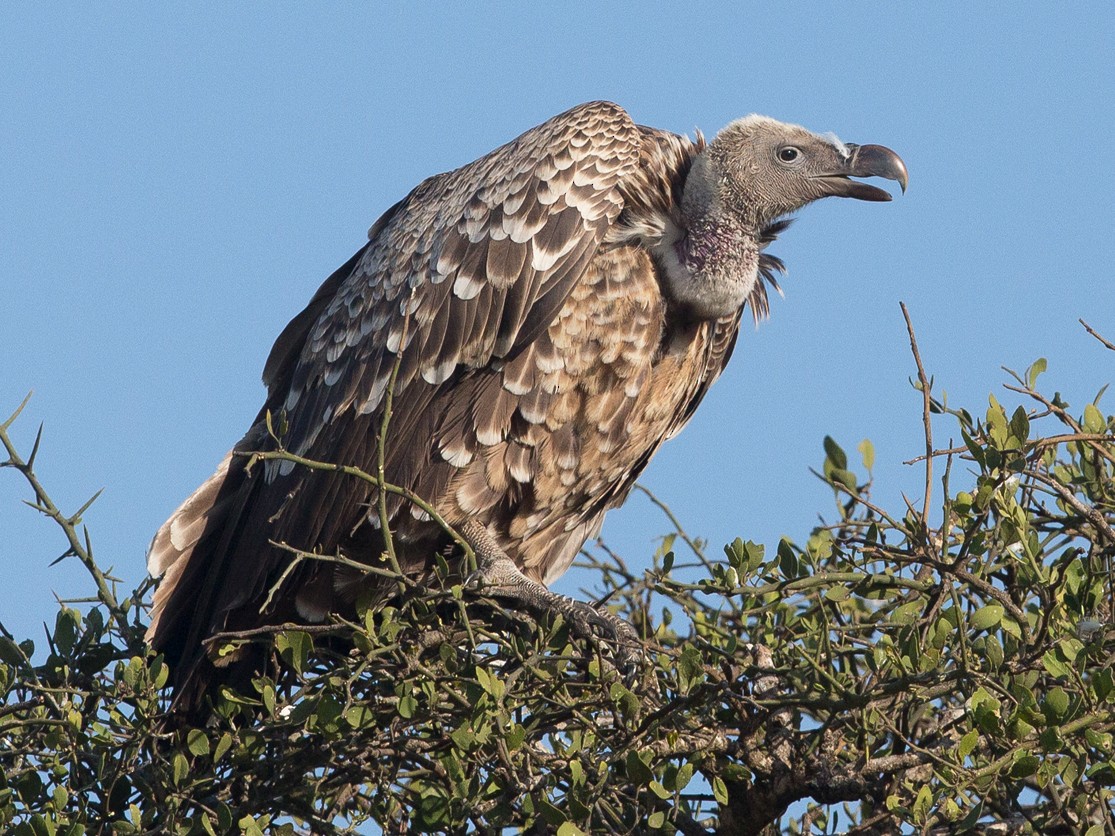 Rüppell's Griffon - eBird