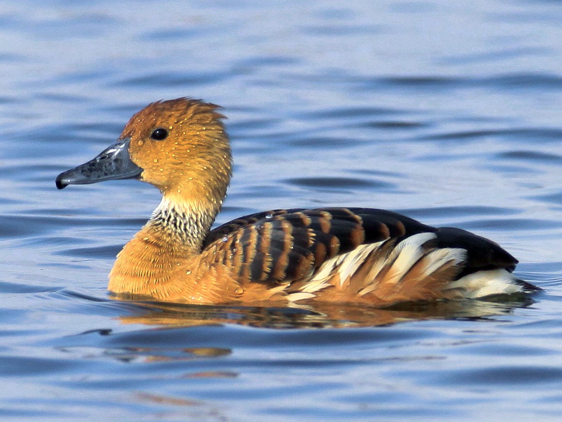 Pijije Canelo - eBird