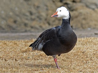 Snow Goose - eBird