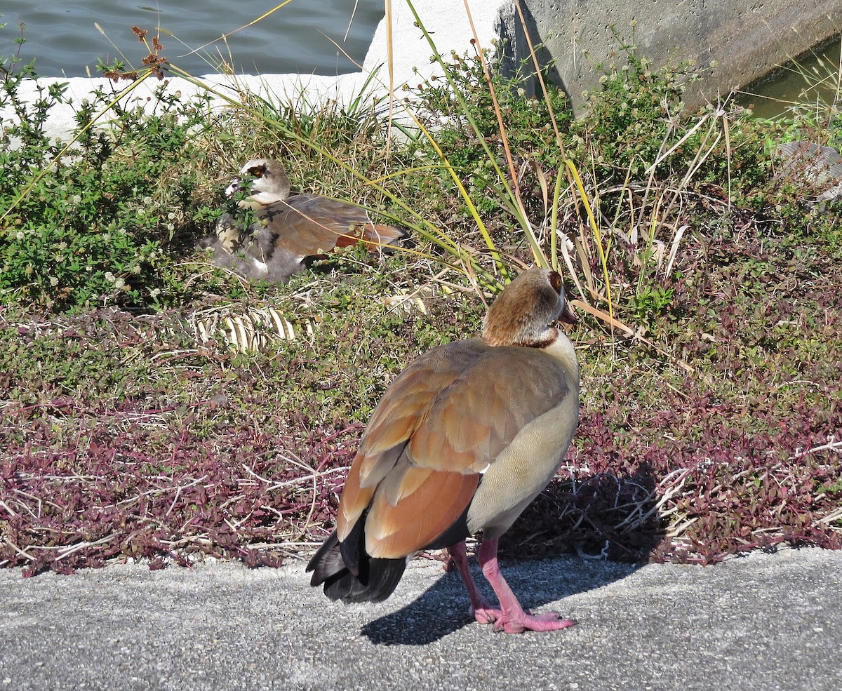 eBird Checklist - 16 Dec 2017 - Virginia Key Ecosystem Restoration Area ...