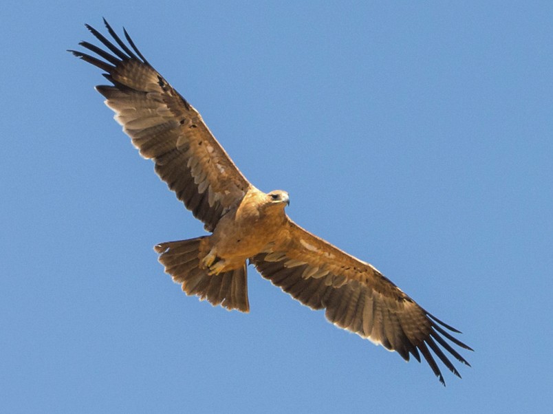 Spanish Eagle - eBird