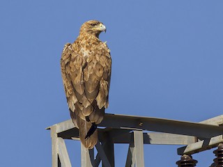 Spanish Imperial Eagle - eBird